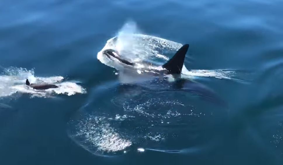 Fisherman captures stunning video of orca whale swimming off Cape Cod ...