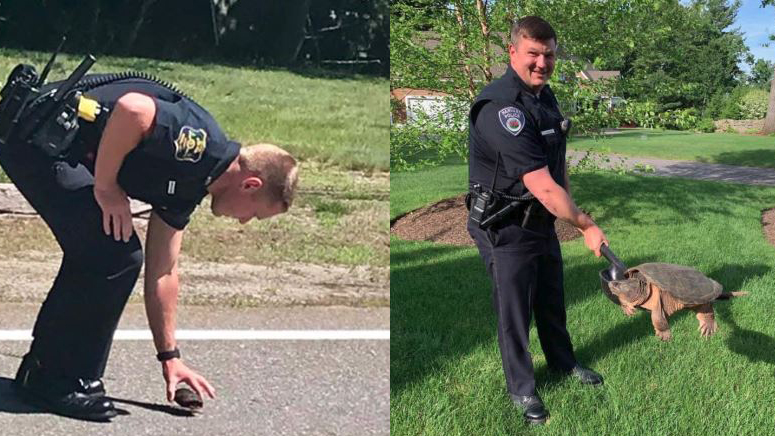 Harvard police one-up Ayer cops with large snapping turtle - Boston ...