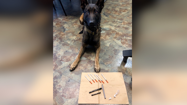 K9 sniffs out fentanyl, heroin, cocaine during first day on job ...