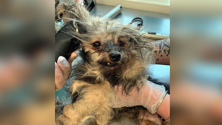 Badly neglected Yorkie left at Salem shelter likely ‘never knew human ...