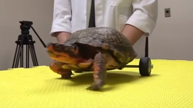 Lego pieces help 15-year-old turtle missing two hind legs move easier ...