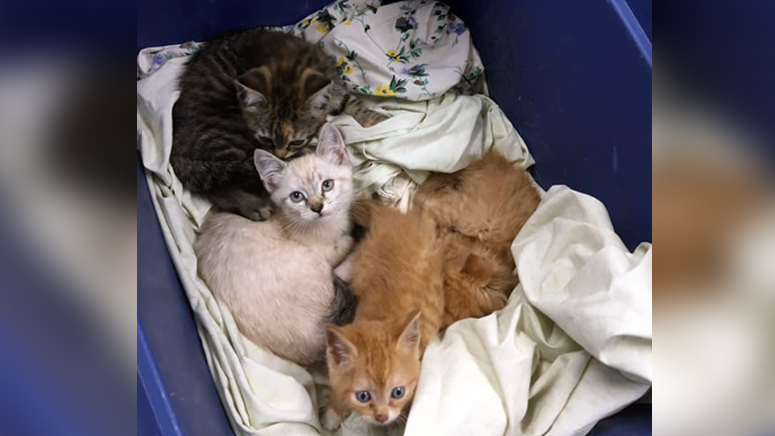 Kittens found abandoned on NH road now up for adoption - Boston News ...