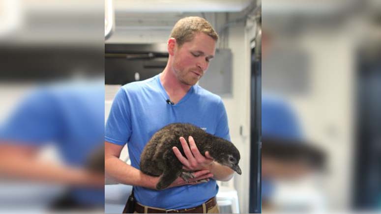 Adorable penguin chicks weighed in at New England Aquarium - Boston ...
