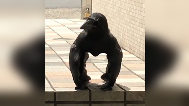Crow or gorilla? Video of bird ‘sunning’ itself leaves internet baffled ...