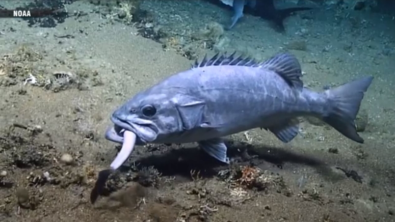 Wreckfish caught on camera feeding on small shark - Boston News ...