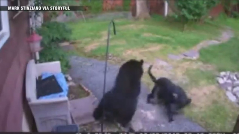 Fearless dog chases bear from neighbor’s yard - Boston News, Weather ...