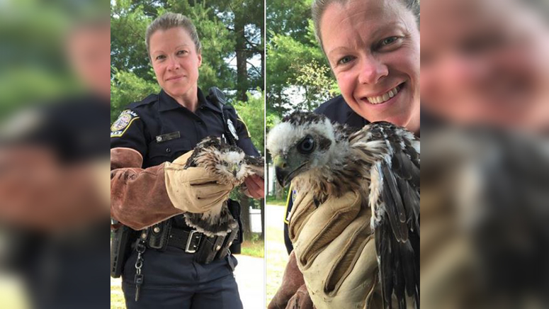 Pelham, NH police rescue injured juvenile Cooper’s Hawk - Boston News ...