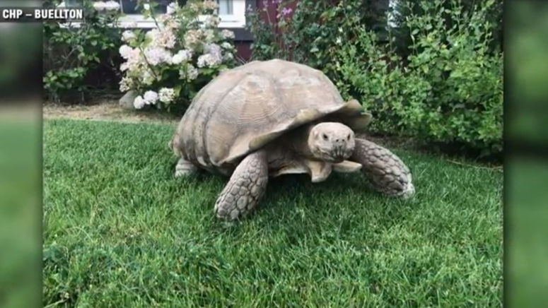 Gramma the Galapagos tortoise, oldest resident of San Diego Zoo, dies ...