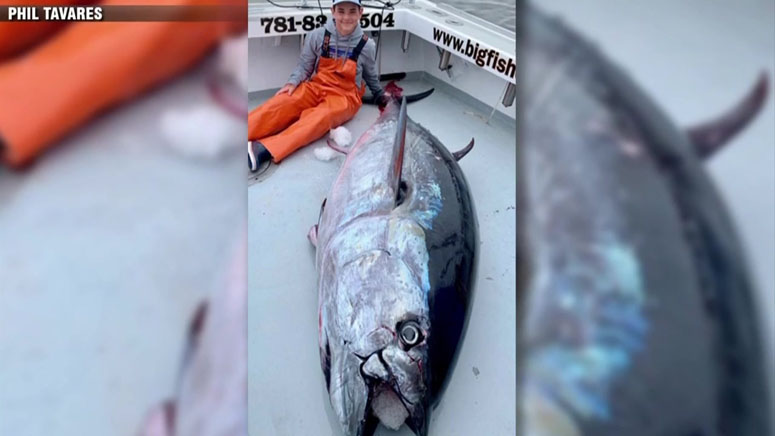 14-year-old reels in massive 600-pound tuna off Marshfield - Boston ...