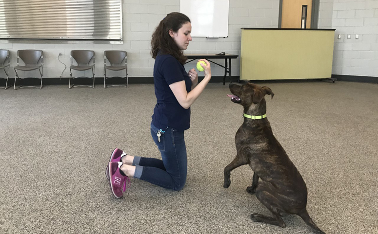 Loving pup with ‘boundless’ energy in need of new home after ‘wearing ...