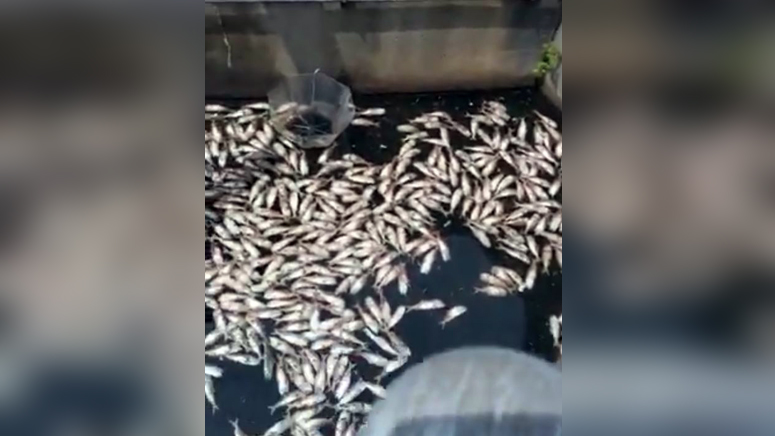 Heat likely to blame for deaths of at least 100 fish in Charles River ...