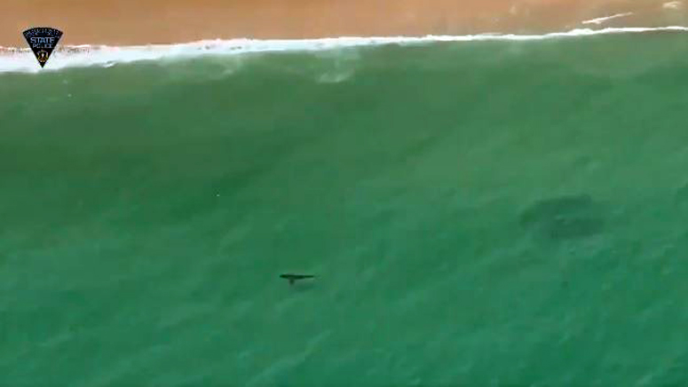 Cape Cod beach closed after several white sharks spotted close to shore ...