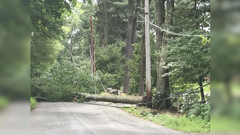 Large tree topples onto wires, closes road in Boxborough - Boston News ...