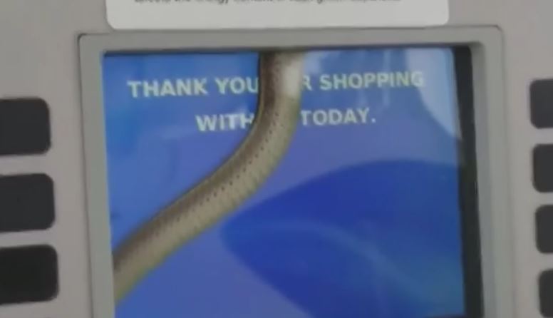 Kansas woman finds snake crawling through gas pump touchscreen - Boston ...