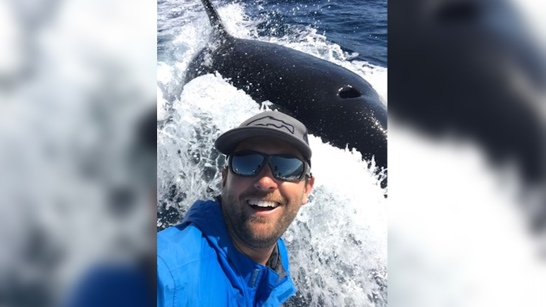 Friendly orca takes selfie with boat captain headed out for day of ...