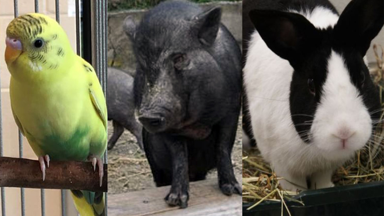 MSPCA offering free animal adoptions this weekend - Boston News ...