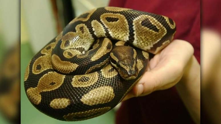woman being strangled by python