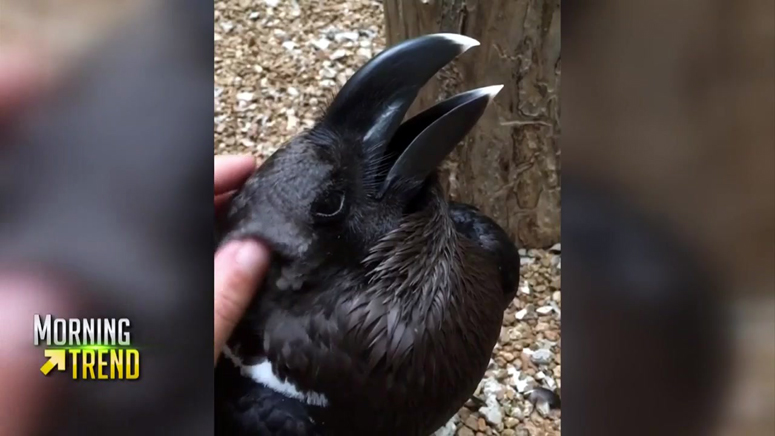 Is it a bird or bunny? Optical illusion sparks Internet debate - Boston ...