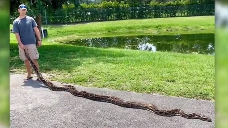 Nearly 18-foot-long Burmese python caught in Florida - Boston News ...