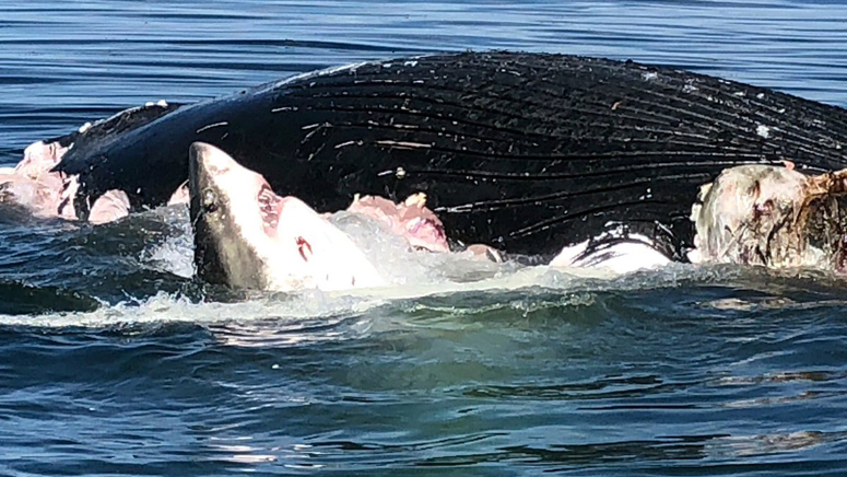 Videos show shark nudge boat, circle dead humpback whale off Cape Cod ...