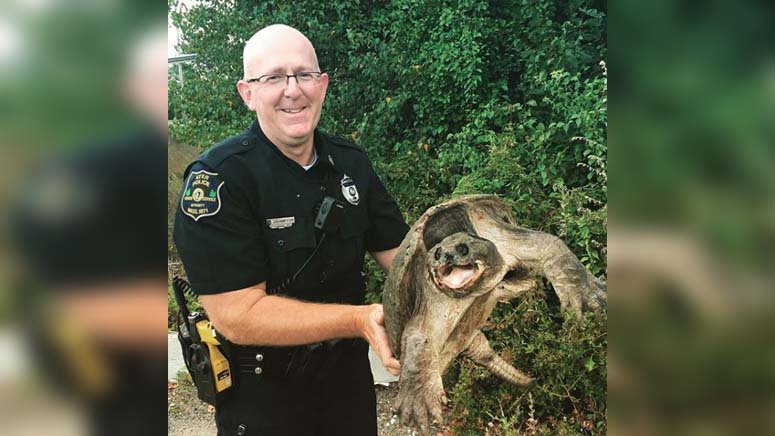 Police officer in Ayer assists a turtle with moving across the street ...