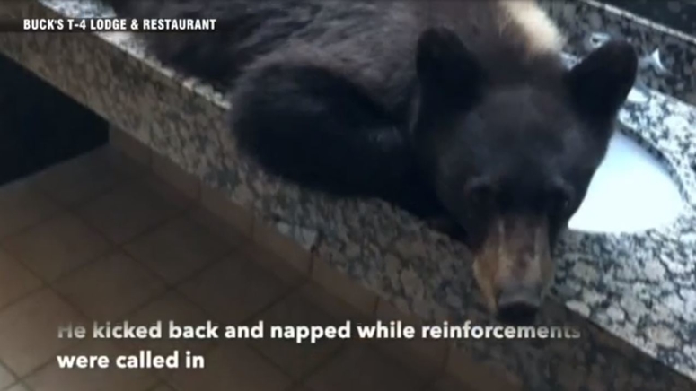 Bear gets comfy after breaking into restroom at hotel – Boston News ...
