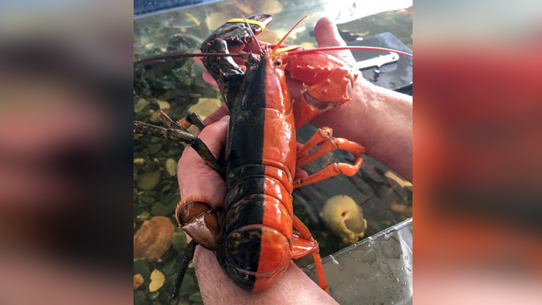Extremely rare two-tone lobster caught off New England - Boston News ...