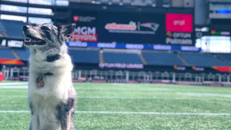 Newest member of Gillette Stadium crew to chase away geese, protect ...