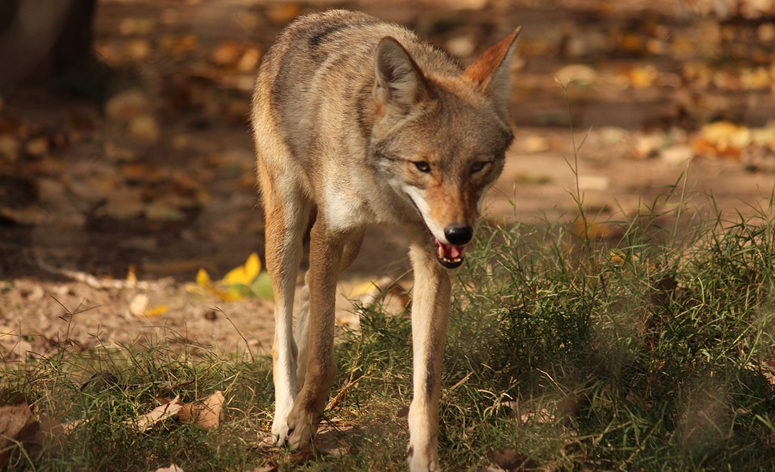 At least 9 coyotes surround Swampscott resident walking dog, police say ...