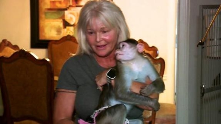 Woman in legal battle to keep three emotional support monkeys - Boston ...