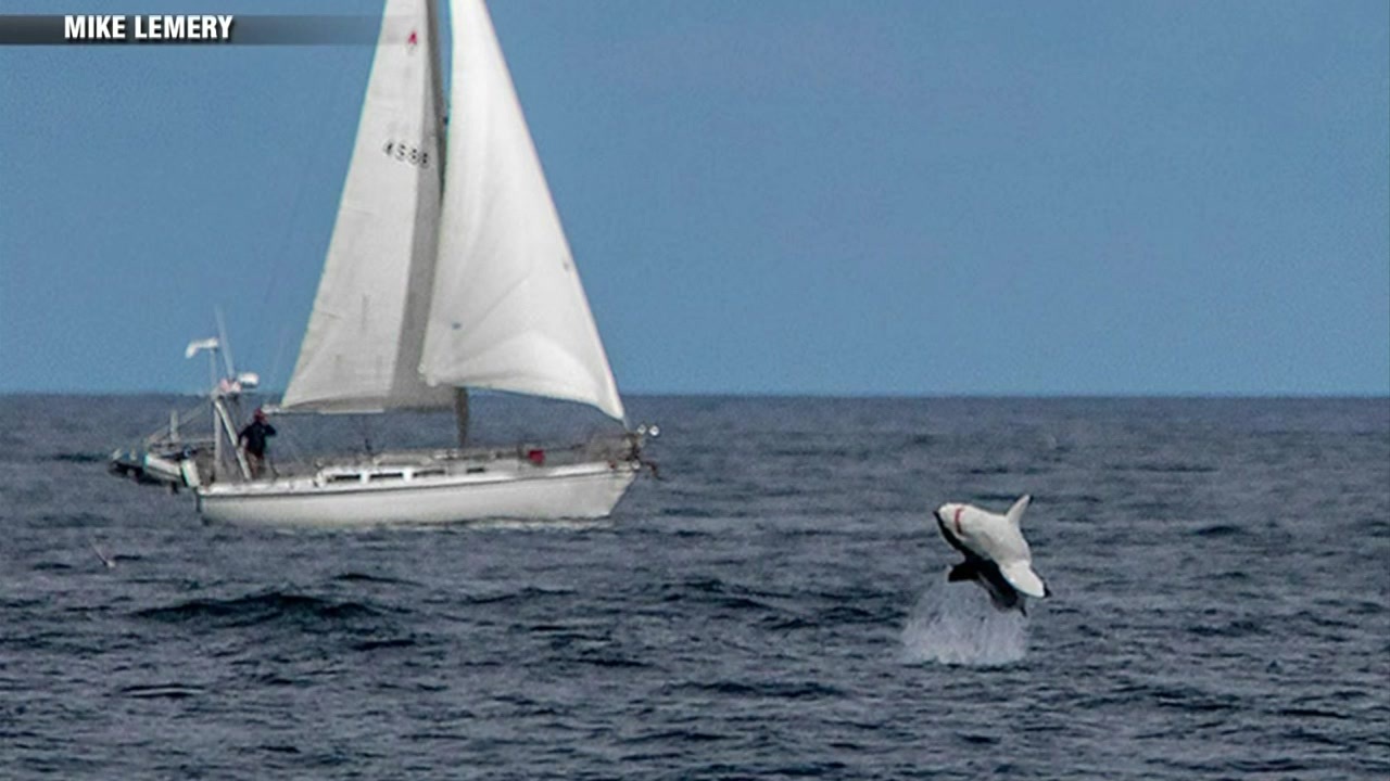 Photographer captures stunning image of shark breaching off Cape Cod ...