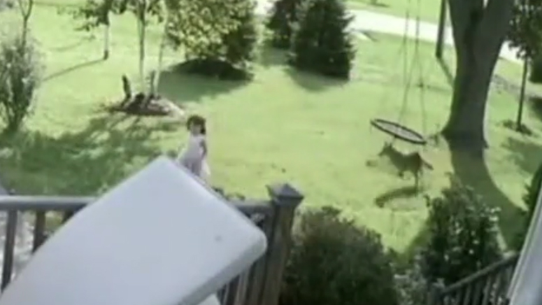 5-year-old barely escapes as coyote chases her - Boston News, Weather ...