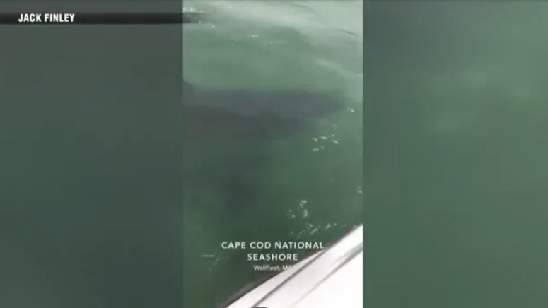 Friends share video of great white shark swimming near boat off of ...
