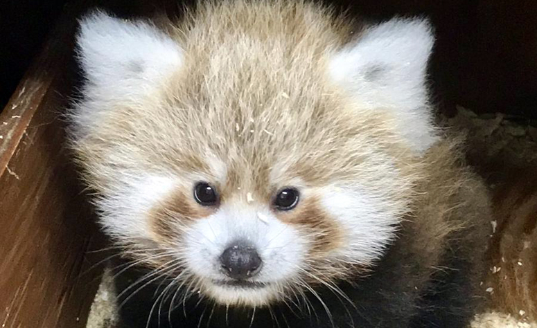 Franklin Park Zoo wants help naming red panda cub - Boston News ...