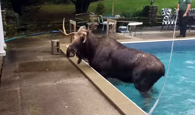Video shows moose enjoying dip in NH swimming pool - Boston News ...