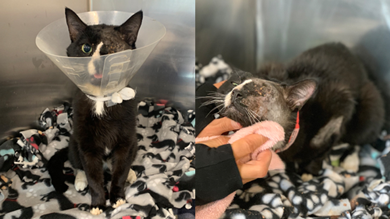 black cat missing an eye