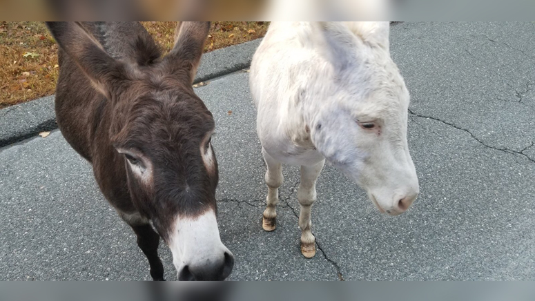 Holliston police officers wrangle donkeys who decided to ‘take a stroll ...
