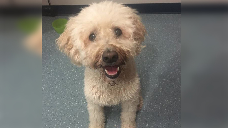 Holliston police searching for owner of found dog - Boston News ...