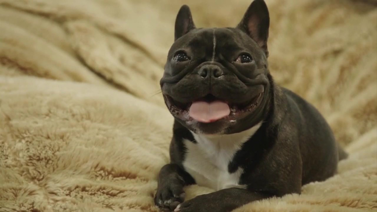 Meet Zoey, the San Francisco 49ers emotional support dog - Boston News ...