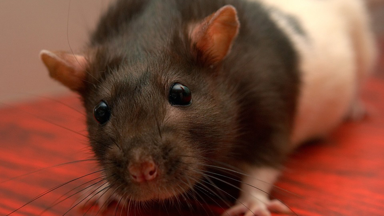Rats in Boston started exhibiting ‘aggressive’ behavior during COVID-19 ...