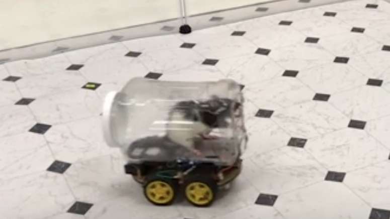 Scientists teach rats to drive little rat-sized cars - Boston News ...