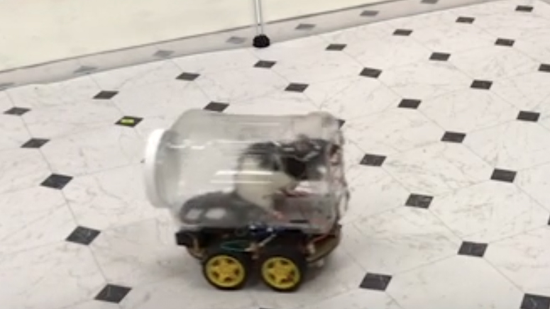 Scientists teach rats to drive little rat-sized cars - Boston News ... Scientists teach rats to drive little rat-sized cars - Boston News ...