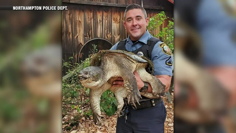 ‘Oh snap!’: Northampton police wrangle massive snapping turtle - Boston ...