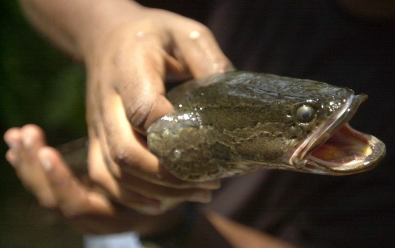 snakehead mouth