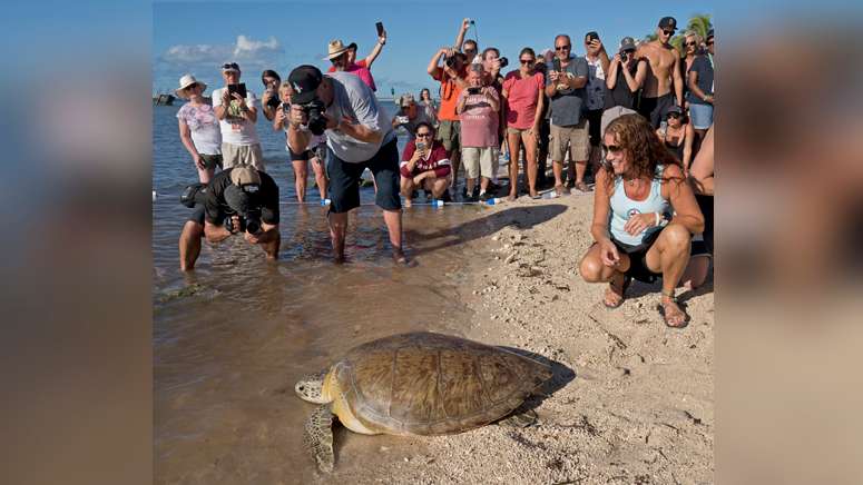 Turtle returning to ocean after recovering from spear attack - Boston ...