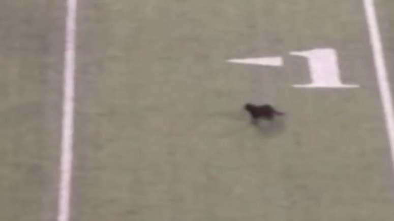 Black cat halts Cowboys-Giants NFL game with furry touchdown - Boston ...