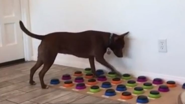 Dog communicates with owners through custom soundboard - Boston News ...