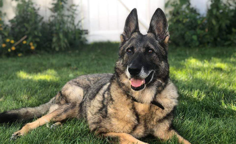 Mass. State Police mourning loss of beloved K9 who joined department as ...