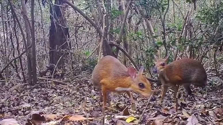 Rare deer-like species photographed for first time in wild – Boston ...