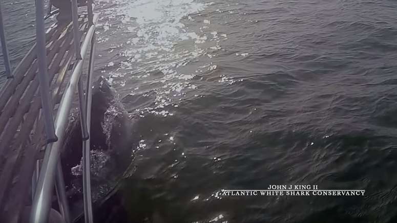 WATCH: 9-foot shark breaches off coast of Cape Cod - Boston News ...